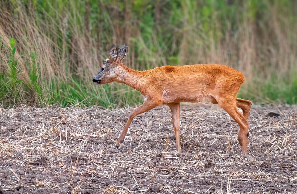 Deer Nature Wild - Free photo on Pixabay