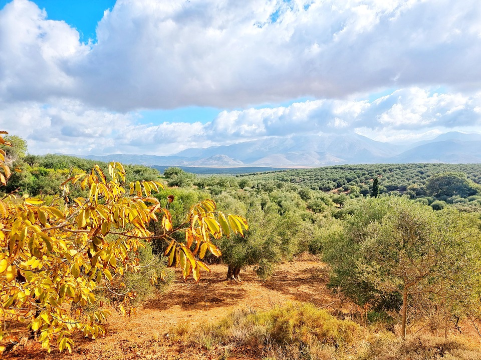 Olives Nature Arbre - Photo gratuite sur Pixabay - Pixabay