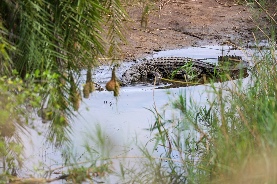 Africa Safari Alligator - Free photo on Pixabay