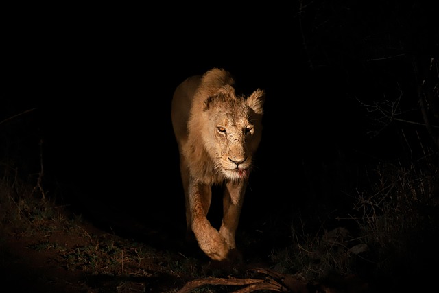 Africa Lion Big Cat - Free photo on Pixabay