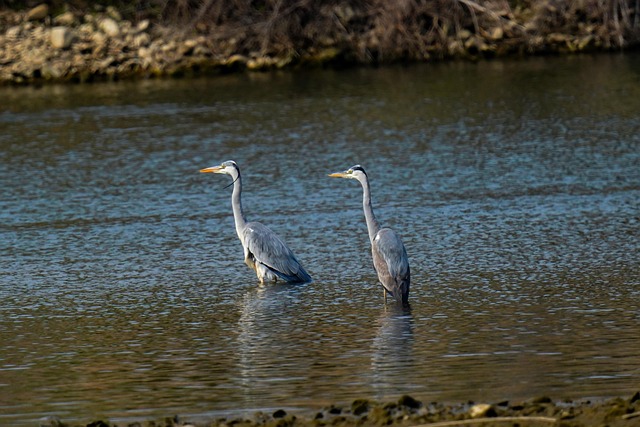 Common Heron Animal New River - Free photo on Pixabay - Pixabay