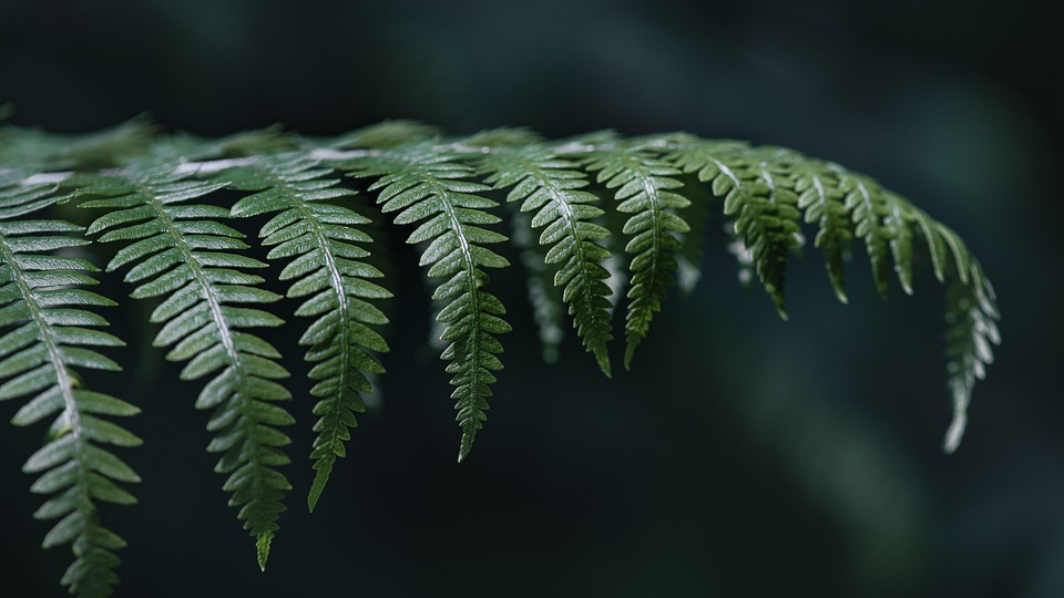 Nature Beautiful Close Up - Free photo on Pixabay