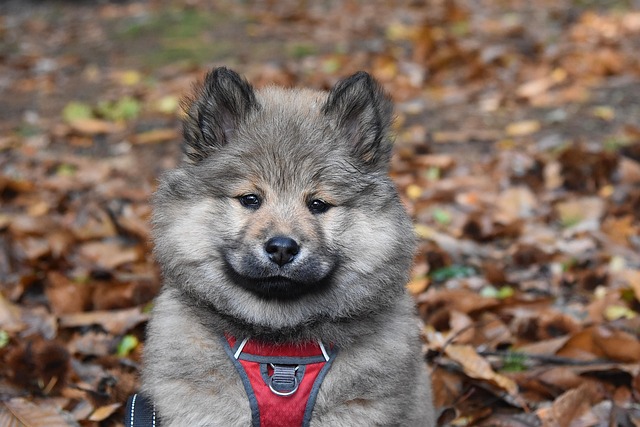 Animal Toudou Eurasier Dog - Free photo on Pixabay