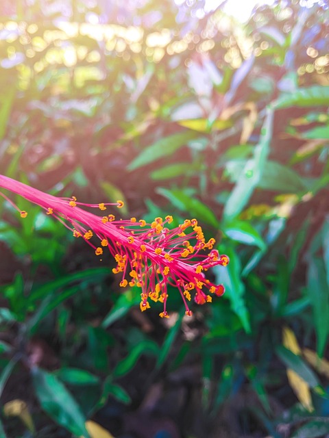 Flower Beautiful Leaves - Free photo on Pixabay - Pixabay