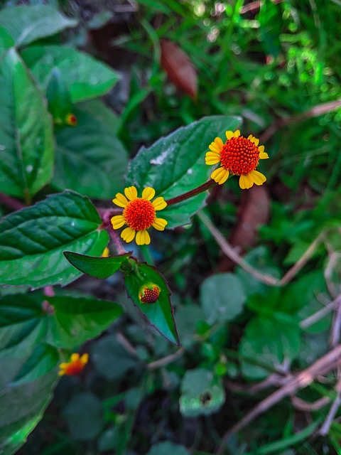 Flower Beautiful Leaves - Free photo on Pixabay - Pixabay