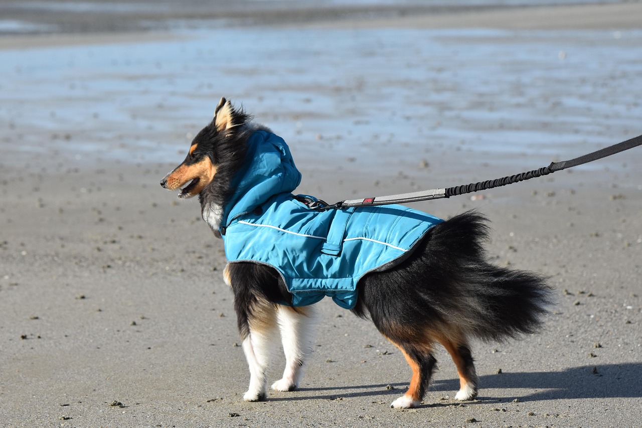 Little Shetland Sheepdog Beach - Free photo on Pixabay