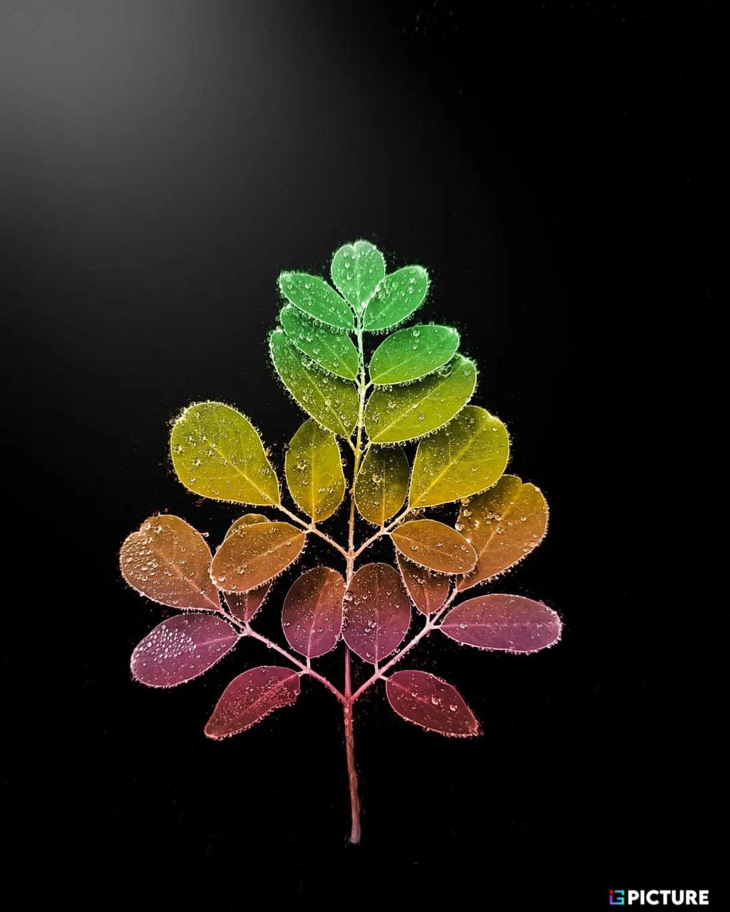Leaf Nature Flower - Free photo on Pixabay - Pixabay
