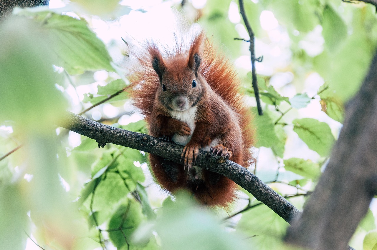 Squirrel Rodent Animal - Free photo on Pixabay - Pixabay