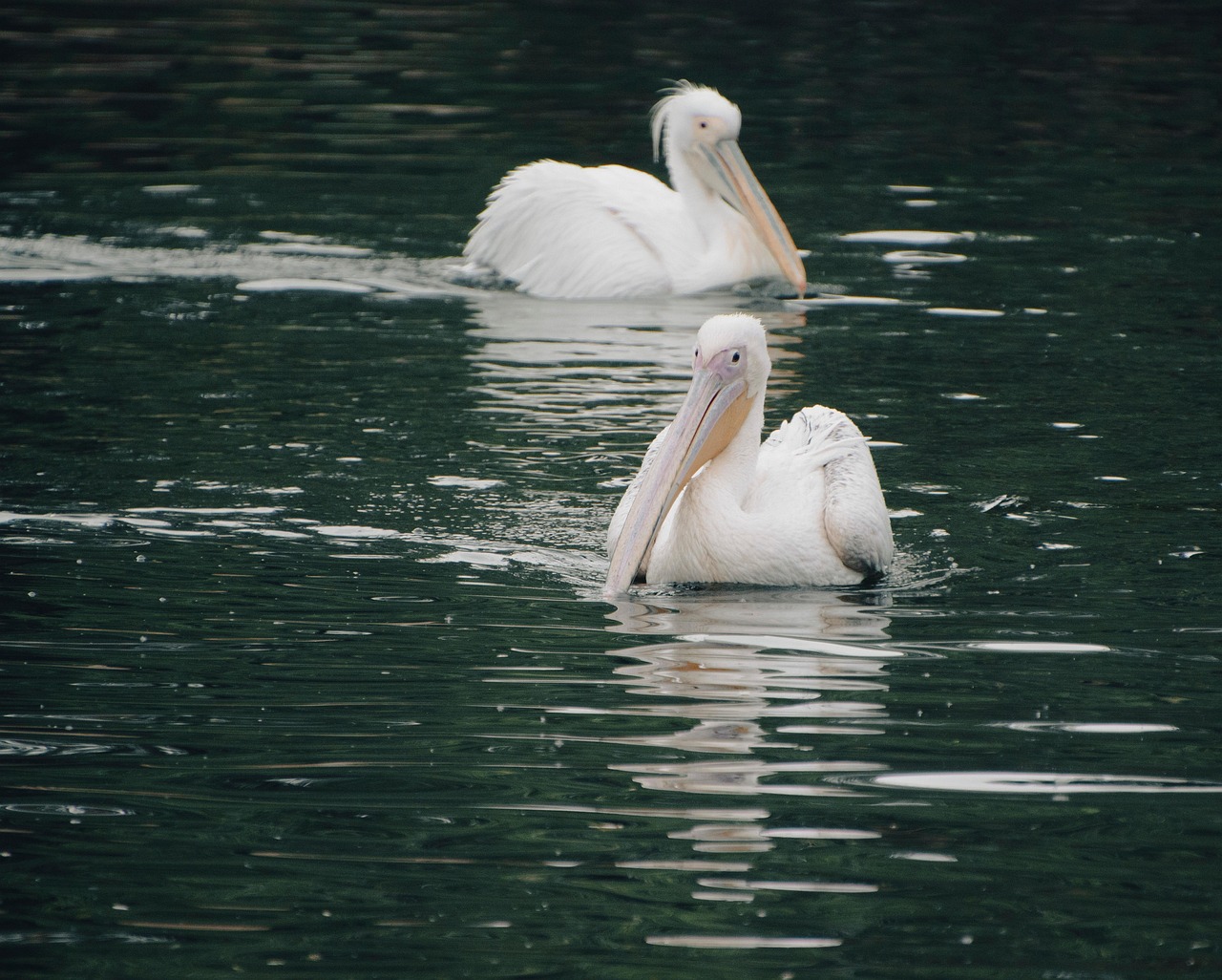 Pelicans Birds Lake - Free photo on Pixabay