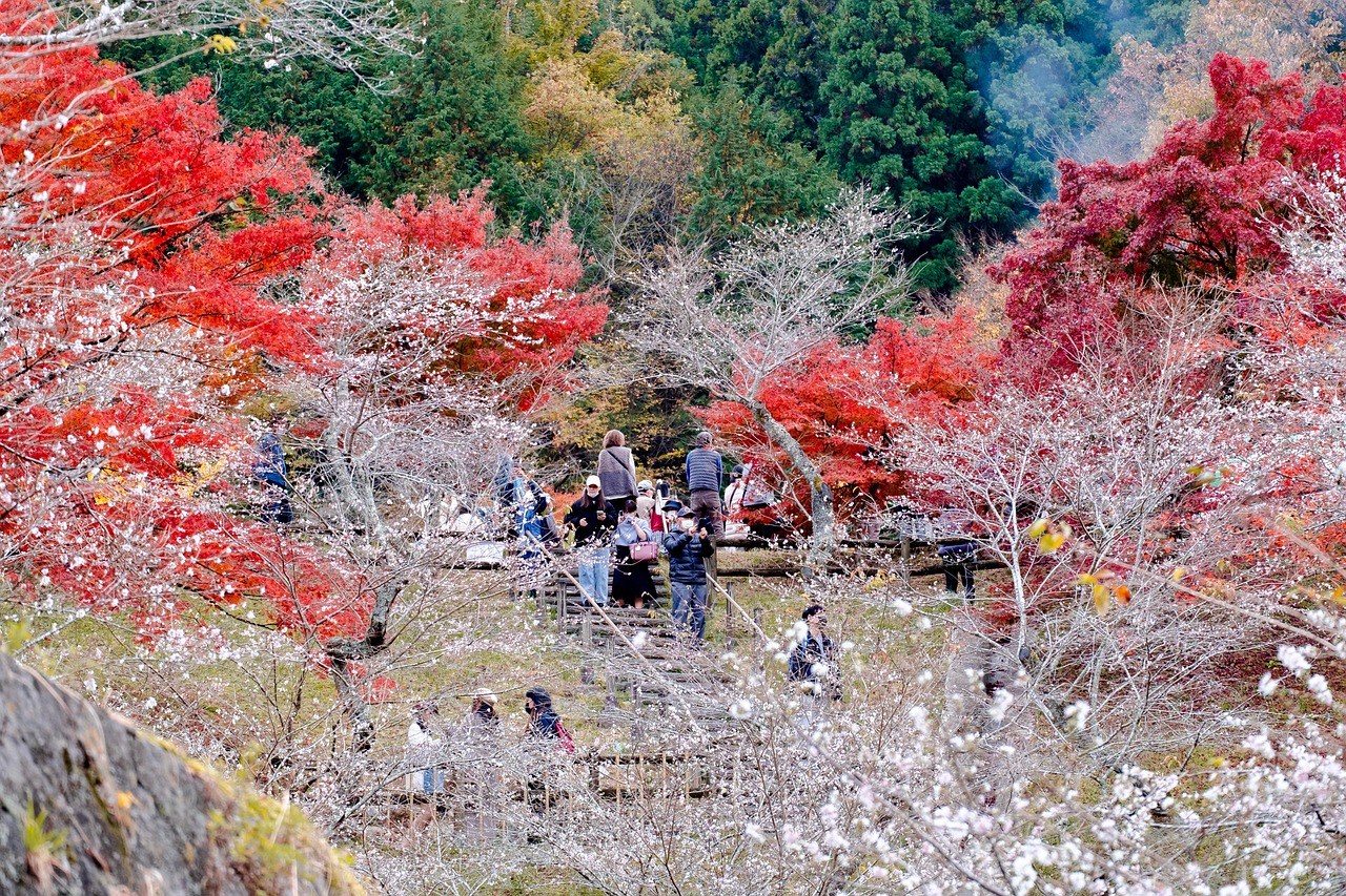 Herbst In Japan Momiji - Kostenloses Foto auf Pixabay - Pixabay