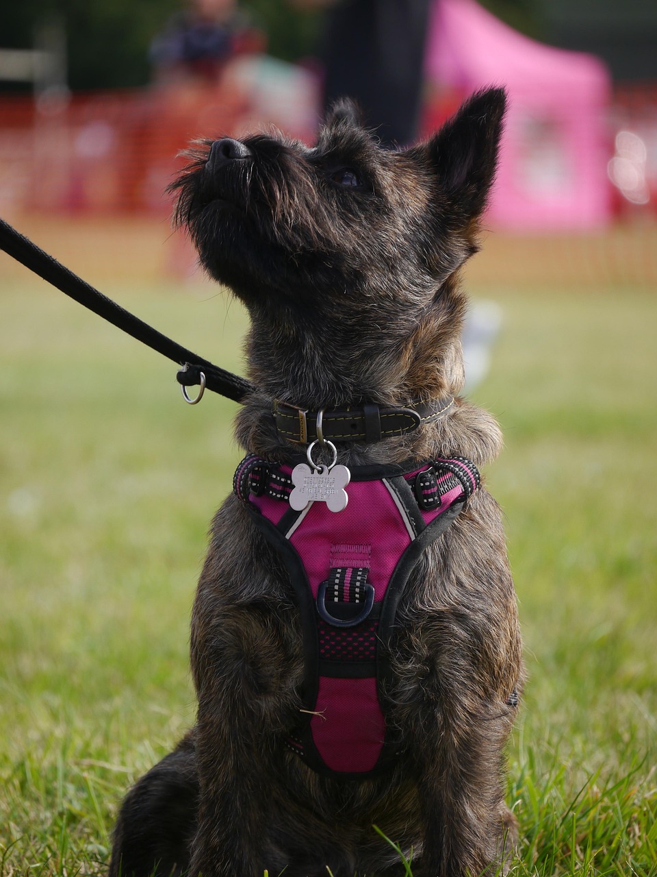 3,000+ Free Cairn Terrier & Cairn Images - Pixabay