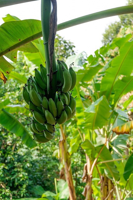Banane Plante Fruit - Photo gratuite sur Pixabay - Pixabay