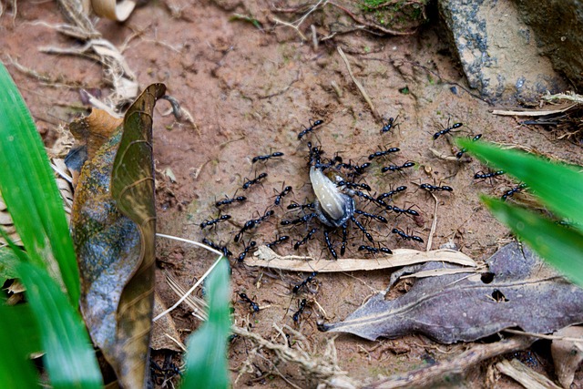 Fourmis Animal Insecte - Photo gratuite sur Pixabay