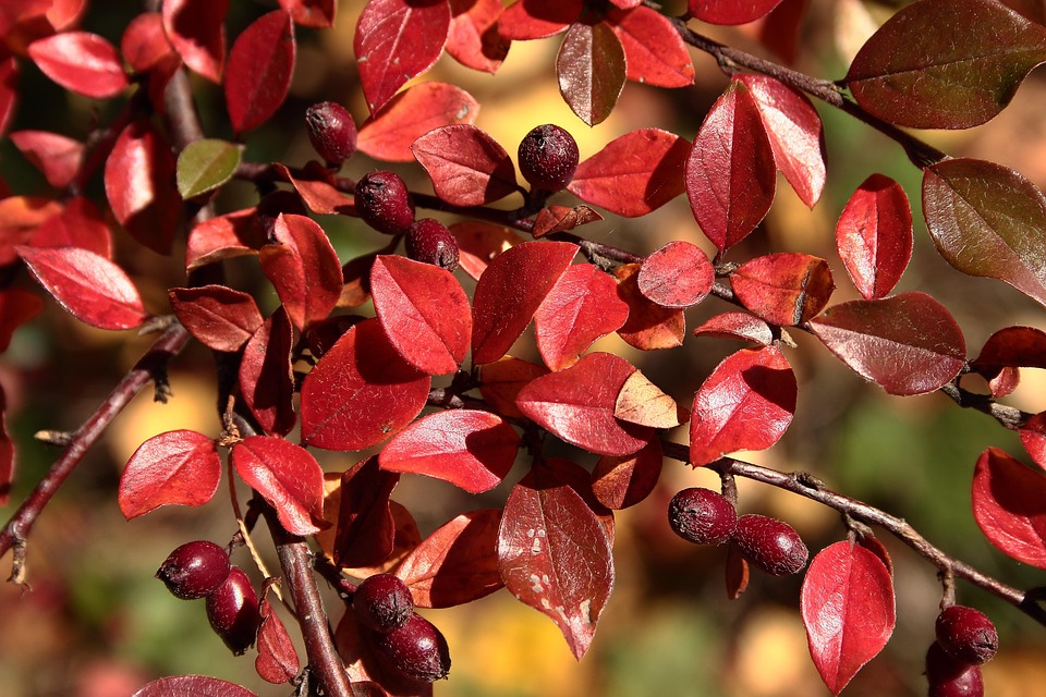 Barberry Fruits Leaves - Free photo on Pixabay