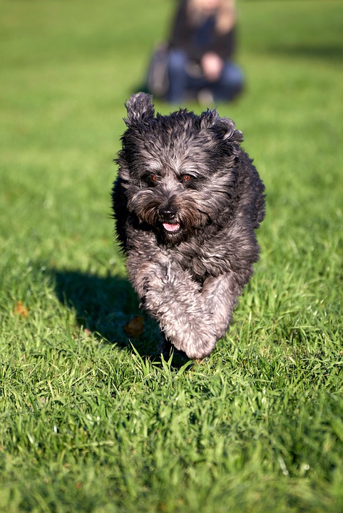 Bouvier Des Flandres Chien Animal - Photo gratuite sur Pixabay - Pixabay