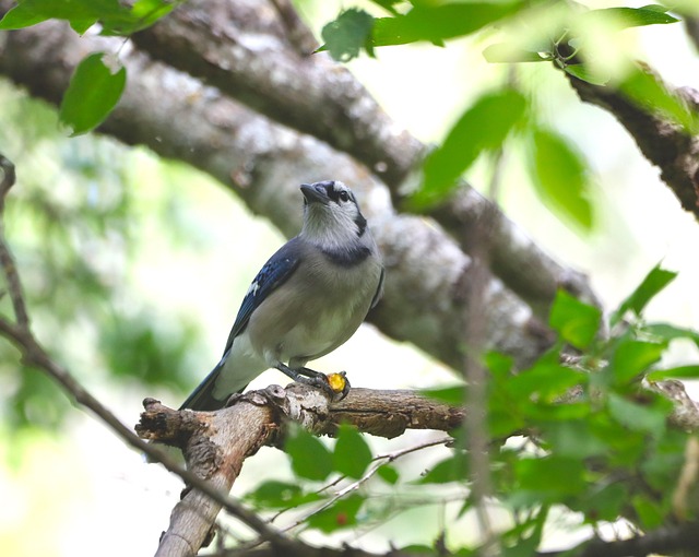 Bird Blue Jay Ornithology Free Photo On Pixabay