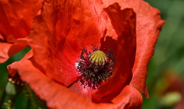 Poppy Flower Plant - Free photo on Pixabay