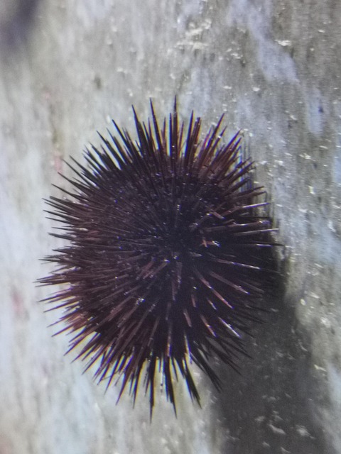 Seeigel Meer Lila - Kostenloses Foto auf Pixabay - Pixabay
