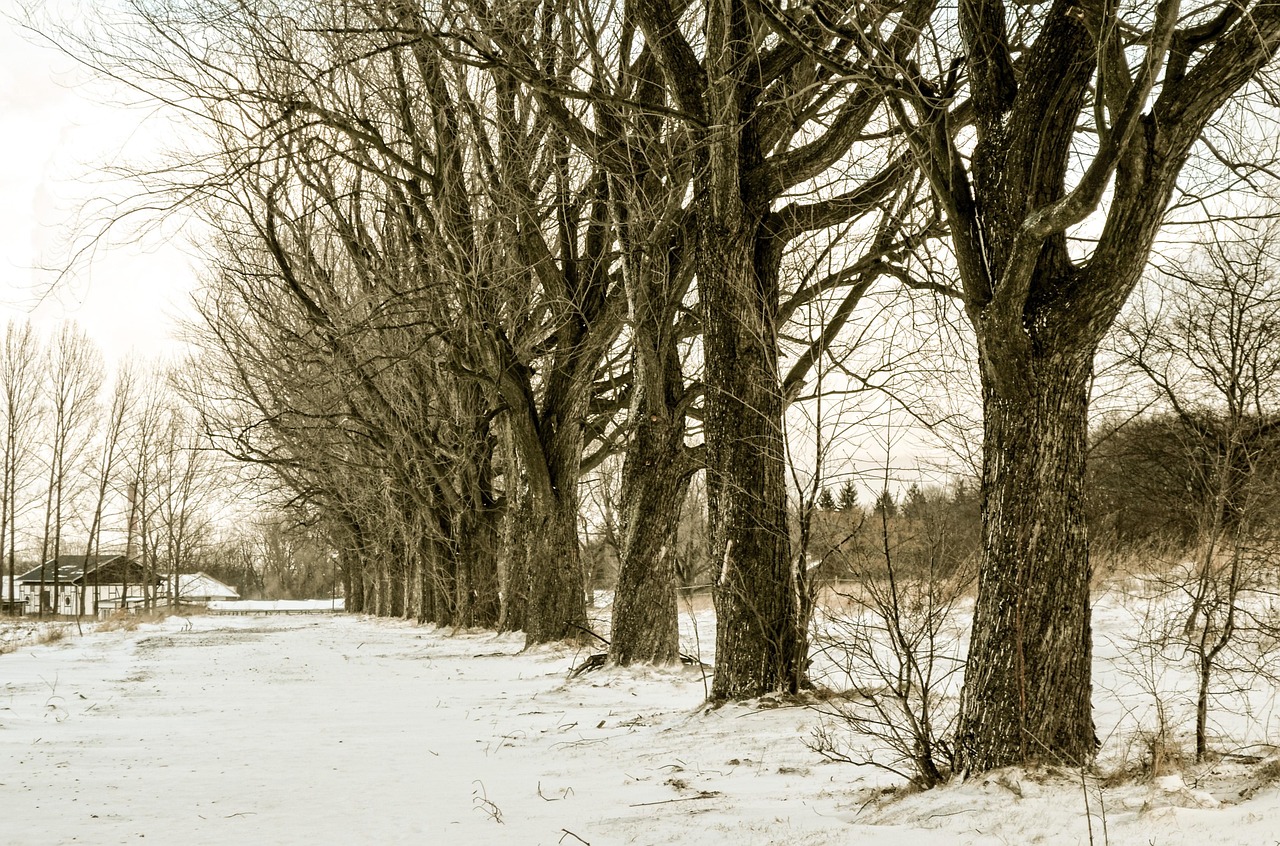 Winter Alley Snow - Free photo on Pixabay