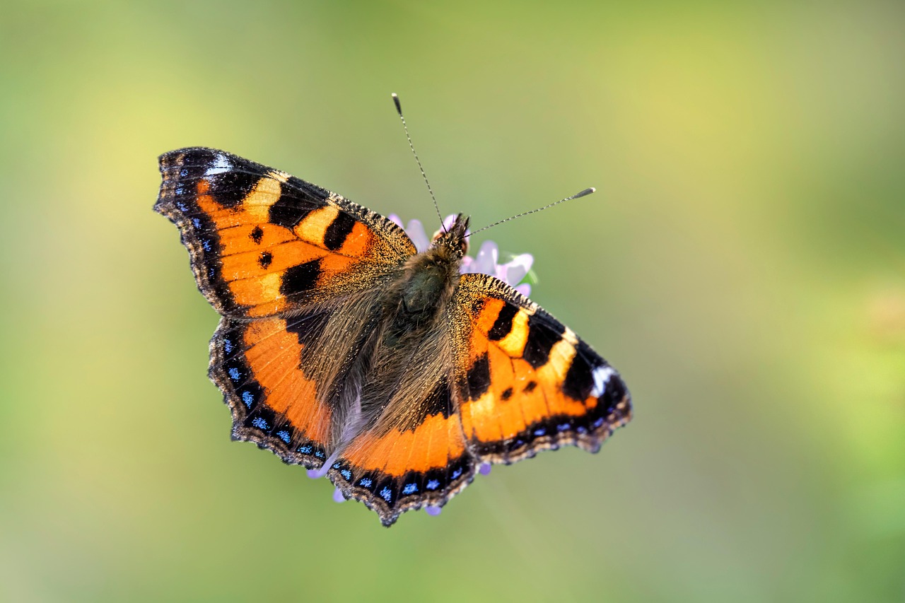 Schmetterling Insekt Compton Kostenloses Foto Auf Pixabay Pixabay Schmetterling Insekt Compton Kostenloses Foto Auf Pixabay Pixabay