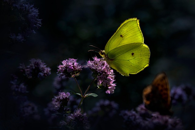 Butterfly Flower Common Brimstone - Free photo on Pixabay