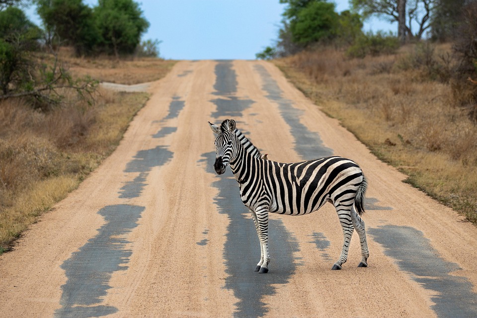 Zebra Strip Road - Free photo on Pixabay