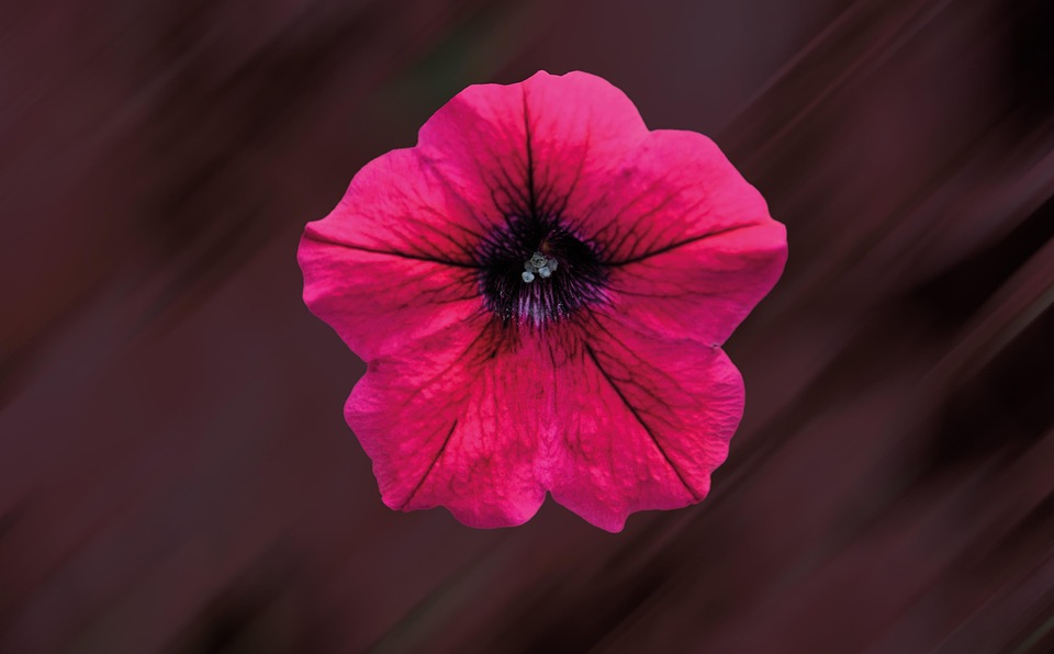 Flor Planta Naturaleza - Foto gratis en Pixabay