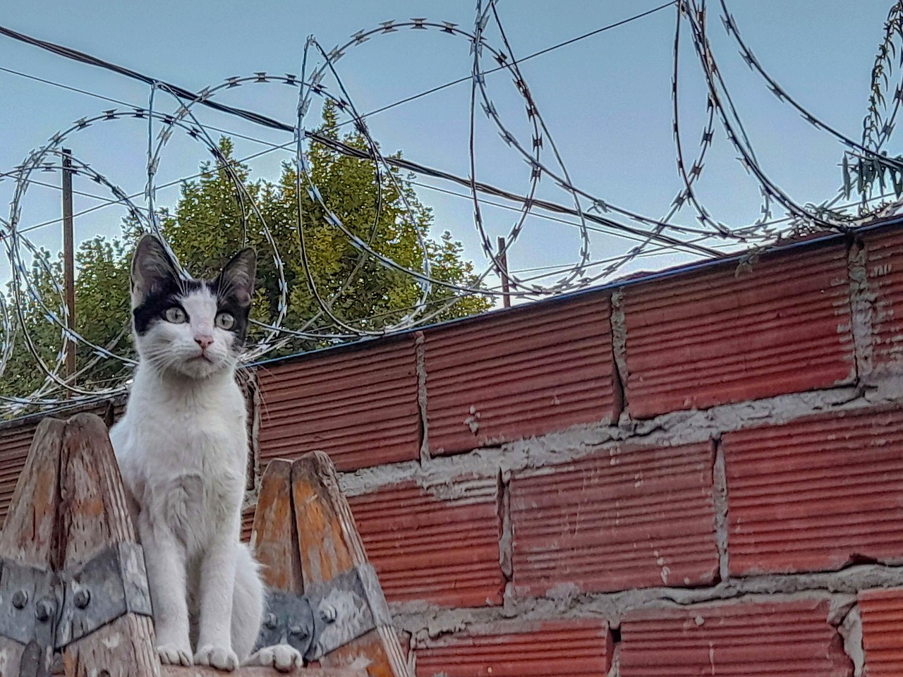 Gato Animal Concurso - Foto gratuita no Pixabay - Pixabay