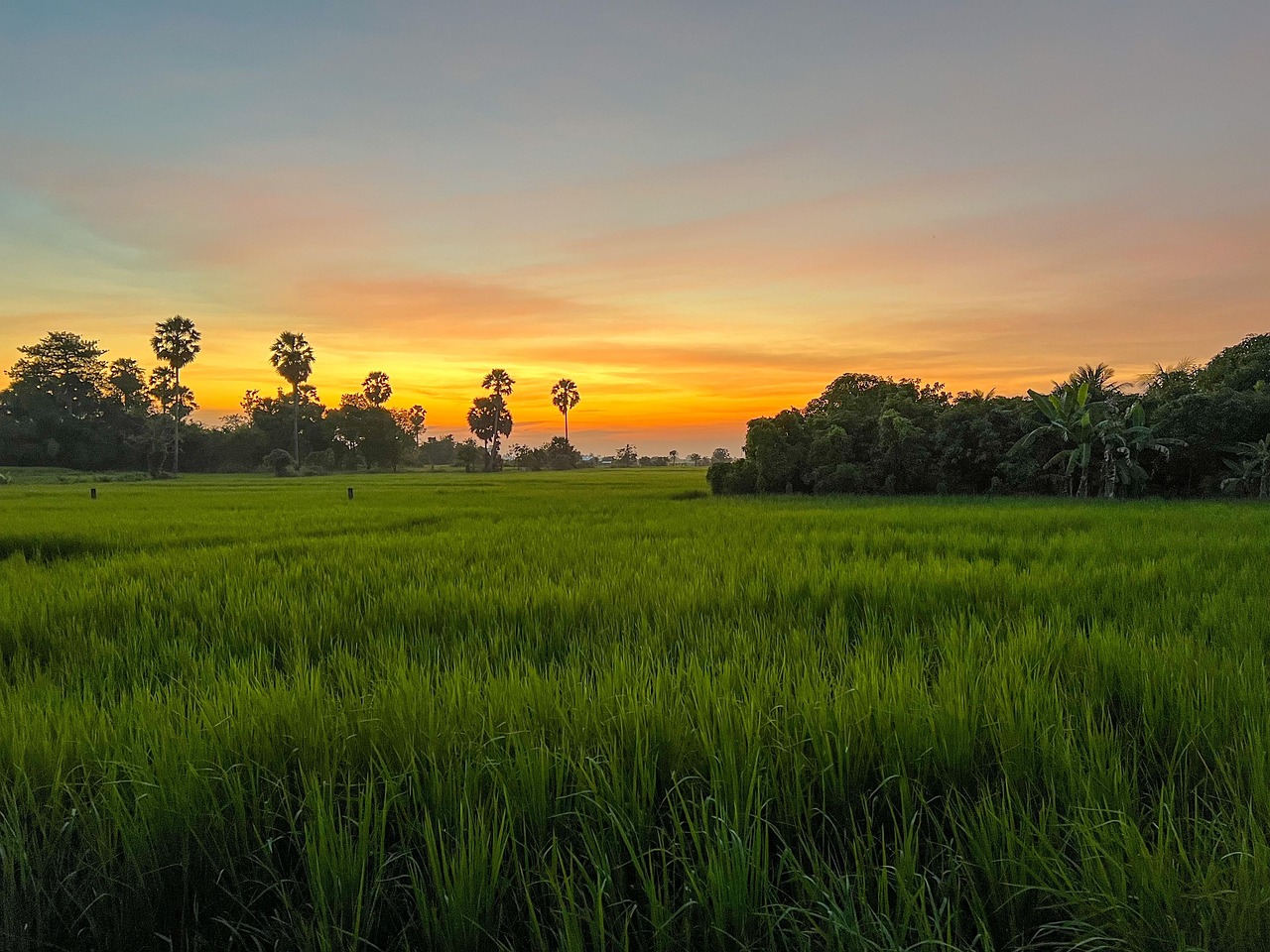 Sunset Field Sky - Free photo on Pixabay - Pixabay