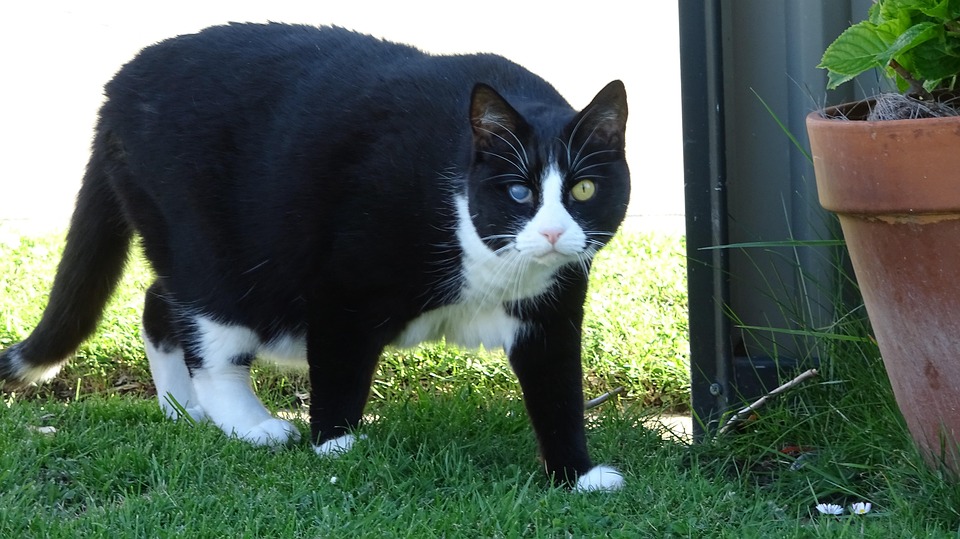 Cat With Odd Eyes Bad Eye - Free photo on Pixabay - Pixabay