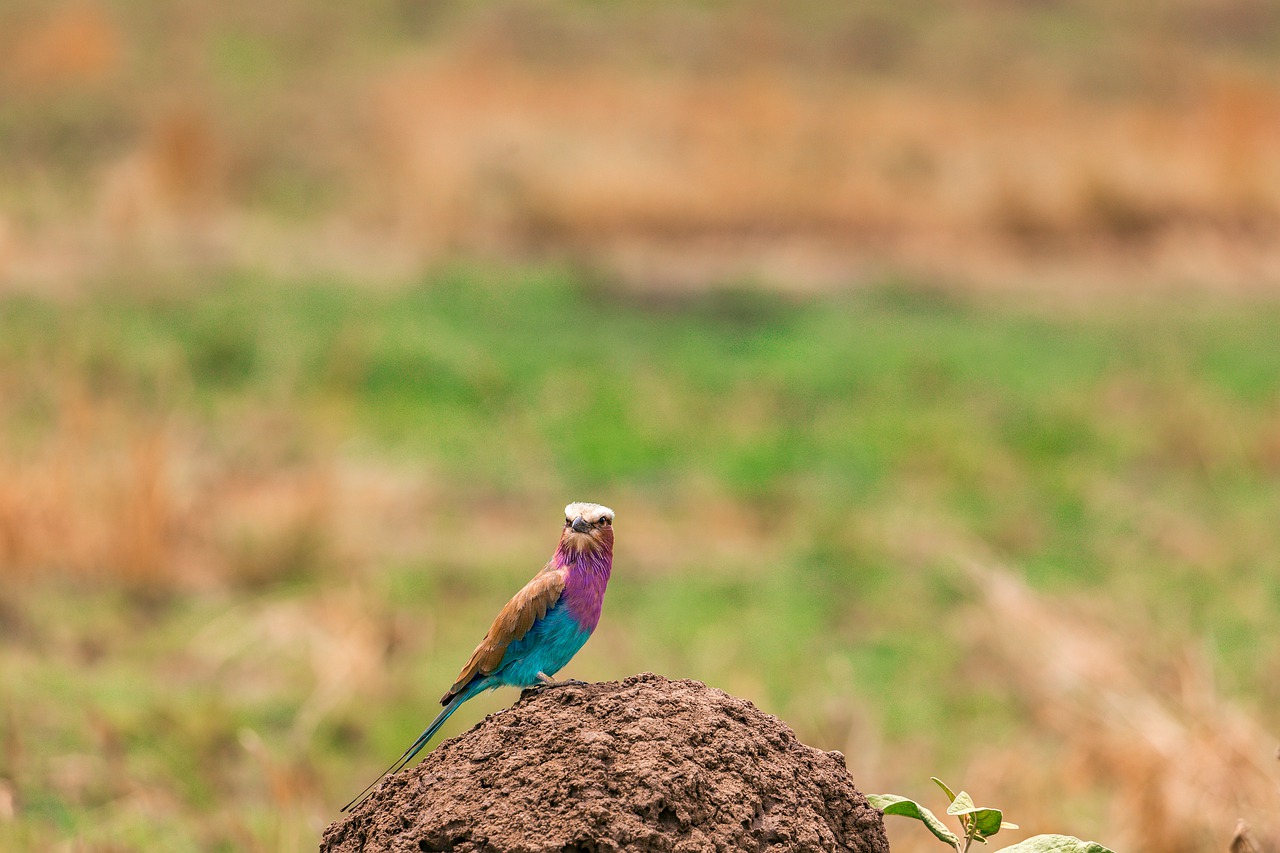 Lilac-Breasted Roller Bird Animal - Free photo on Pixabay - Pixabay
