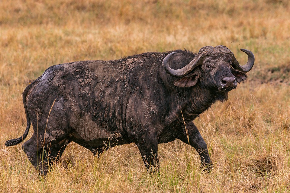 アフリカのバッファロー 動物 哺乳類 - Pixabayの無料写真