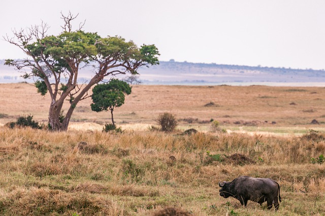 Bivol African Animal Mamifer - Fotografie gratuită pe Pixabay - Pixabay