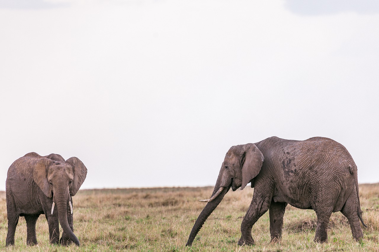 African Elephants Animals Safari - Free photo on Pixabay