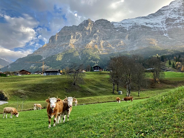 Sapi Ternak Swiss - Foto gratis di Pixabay