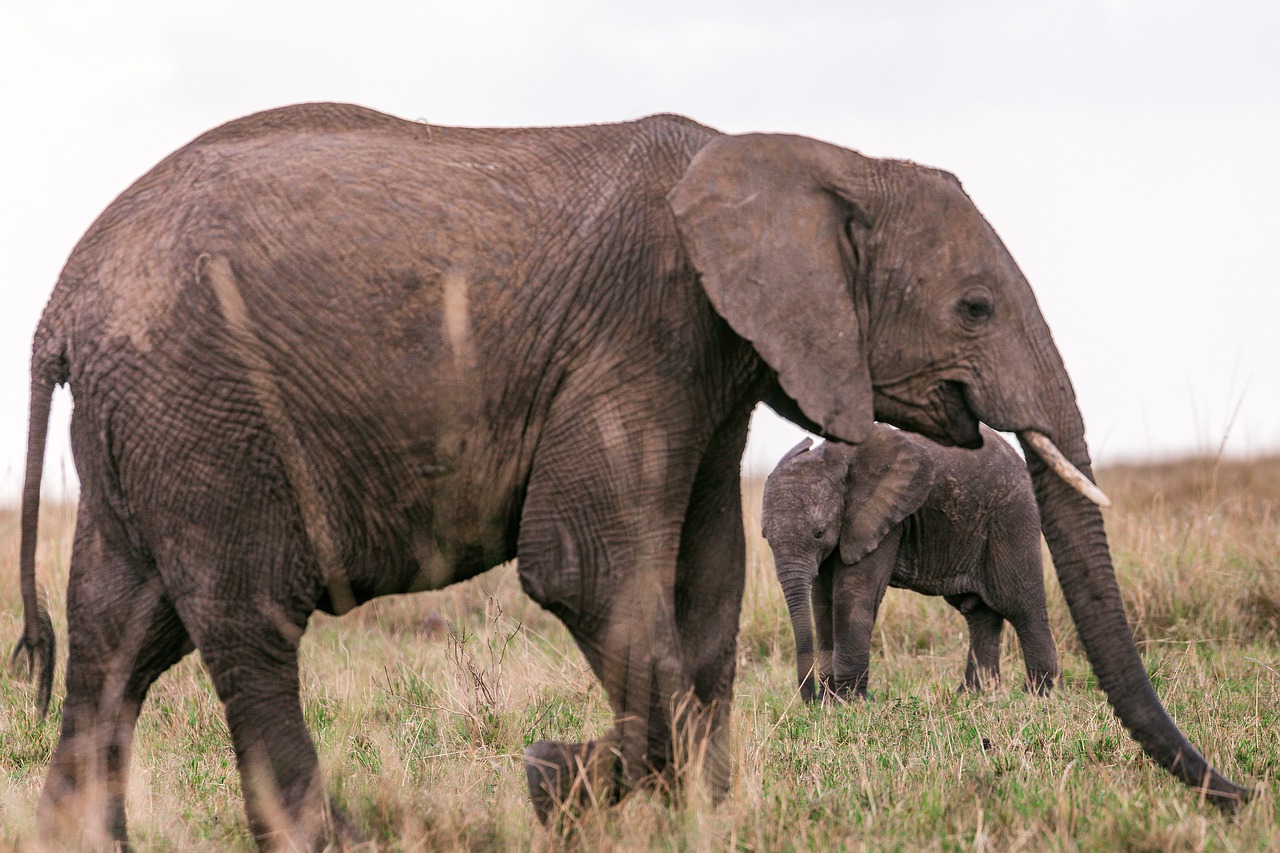 African Elephants Animals Safari - Free photo on Pixabay