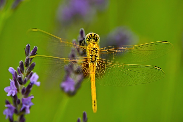 Macro Libellule Insecte - Photo gratuite sur Pixabay - Pixabay
