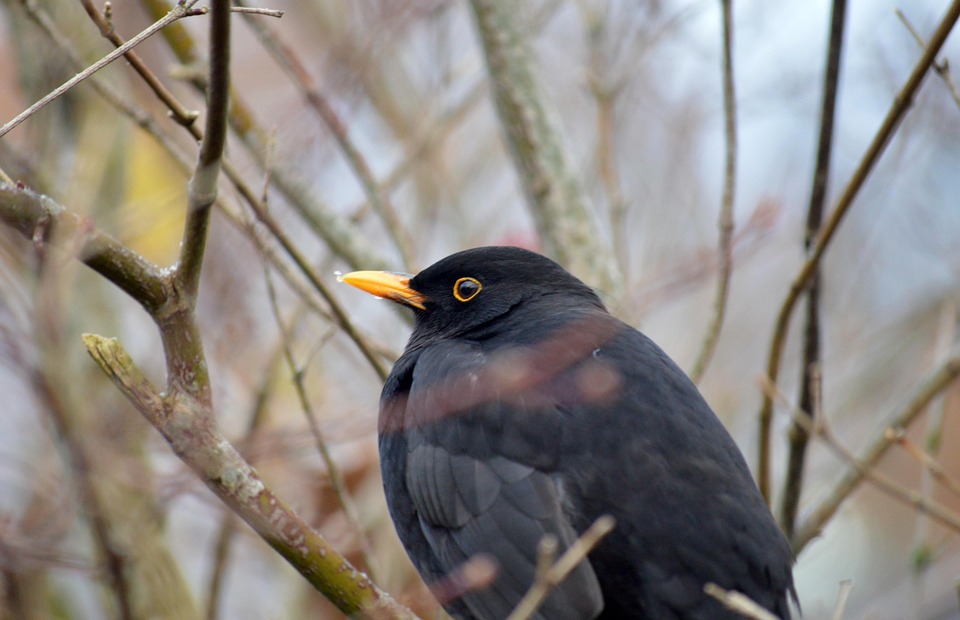 Blackbird Bird Ornithology - Free photo on Pixabay