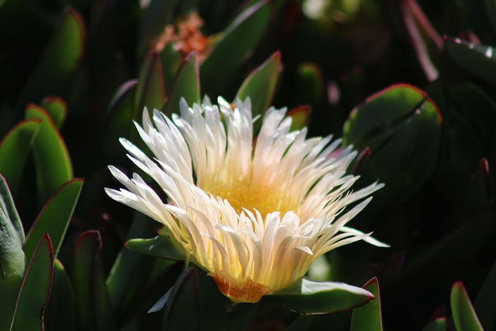 3+ Free Cederberg & Nature Photos - Pixabay