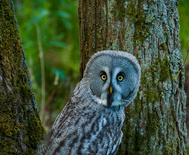 Great Grey Owl Bird - Free photo on Pixabay