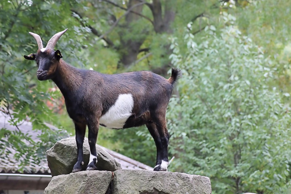 Goat Mountain Animal - Free photo on Pixabay - Pixabay