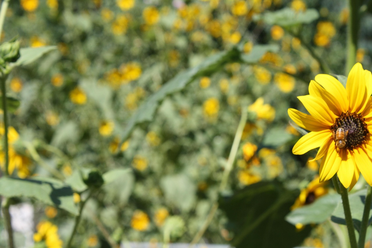 Bee Sunflower Flower - Free photo on Pixabay - Pixabay