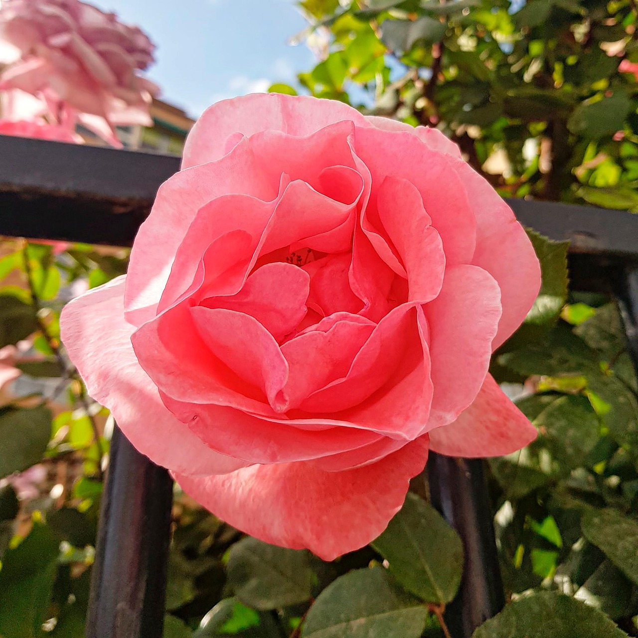 Fleur La Nature Le - Photo gratuite sur Pixabay - Pixabay