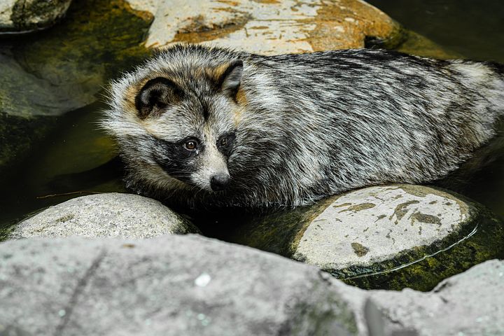 20+ Free Wasbeerhond & Raccoon Dog Images - Pixabay