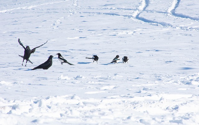 Magpies Birds Snow - Free photo on Pixabay - Pixabay