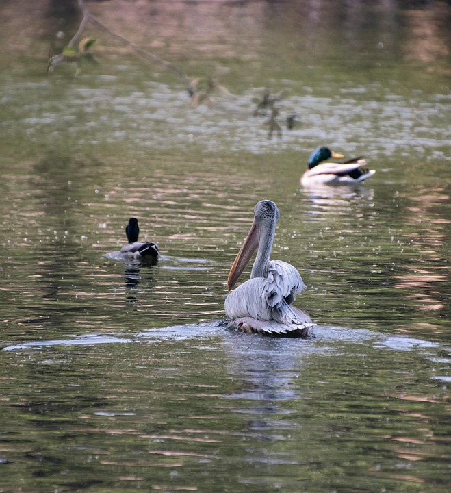 Pelican Ducks Birds - Free photo on Pixabay - Pixabay