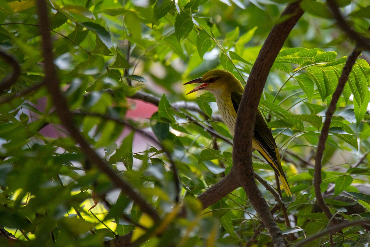 Bird Eurasian Golden Oriole Female - Free photo on Pixabay