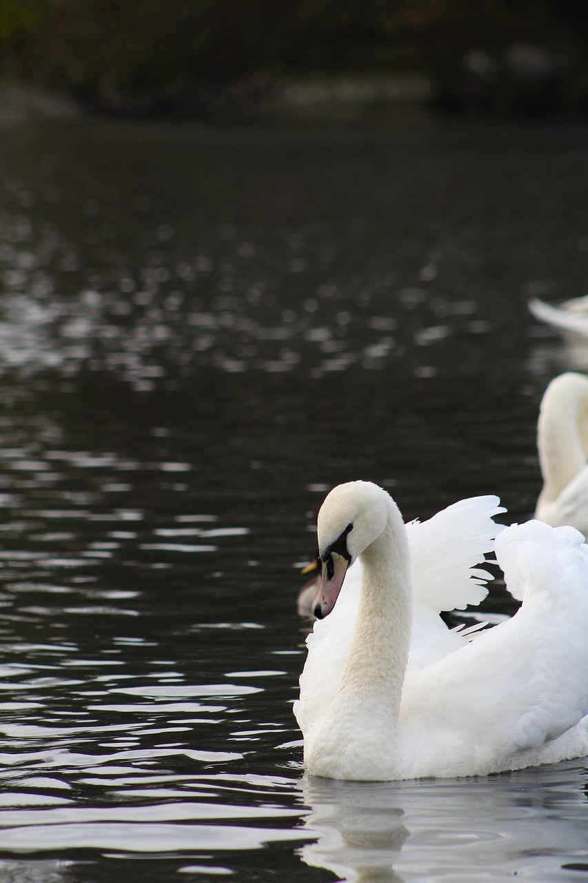 Swans Bird Lake - Free photo on Pixabay