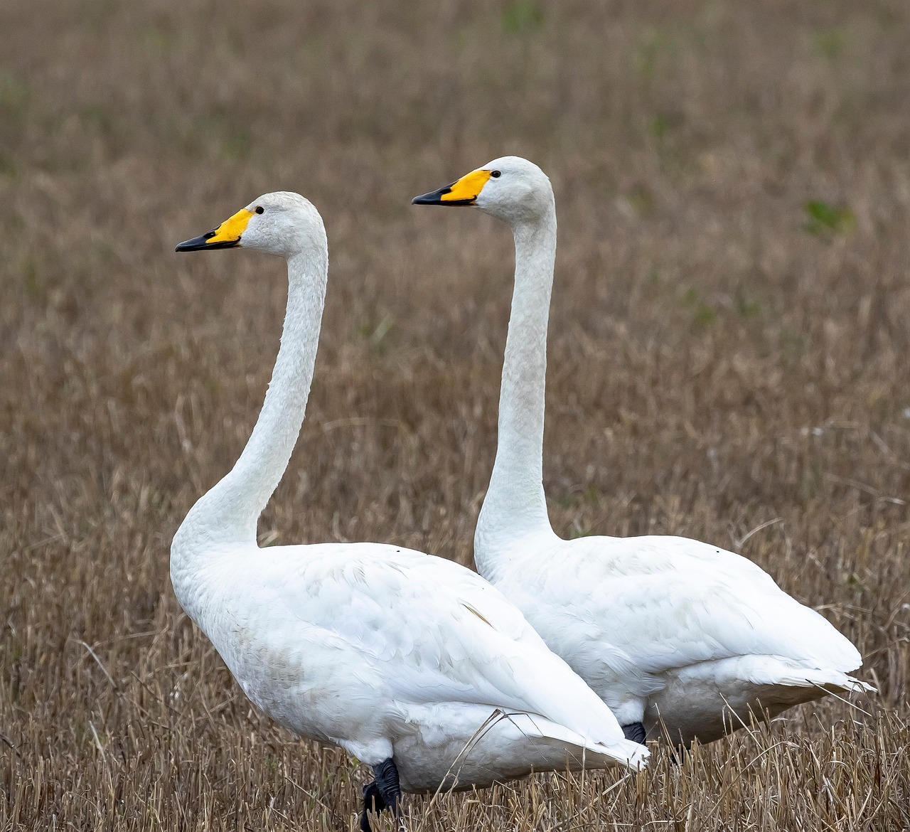 Bird Ornithology Swan Whooper - Free photo on Pixabay - Pixabay