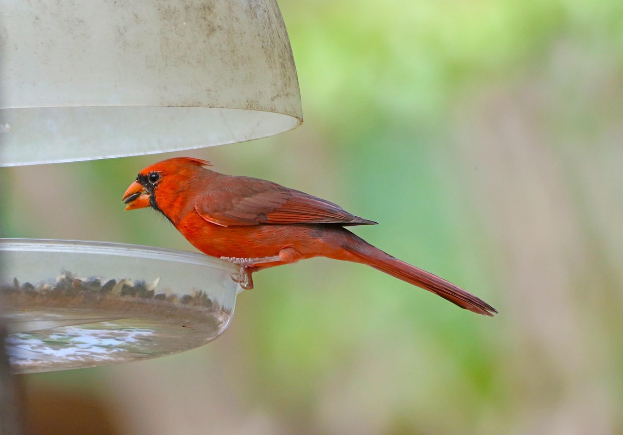 700+ Free Cardinals & Nature Images - Pixabay